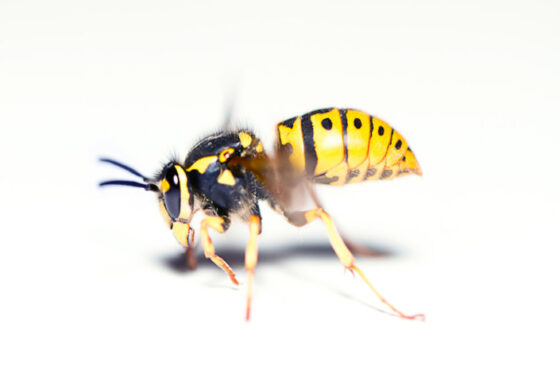 Tout savoir sur la guêpe - Exit Parasites